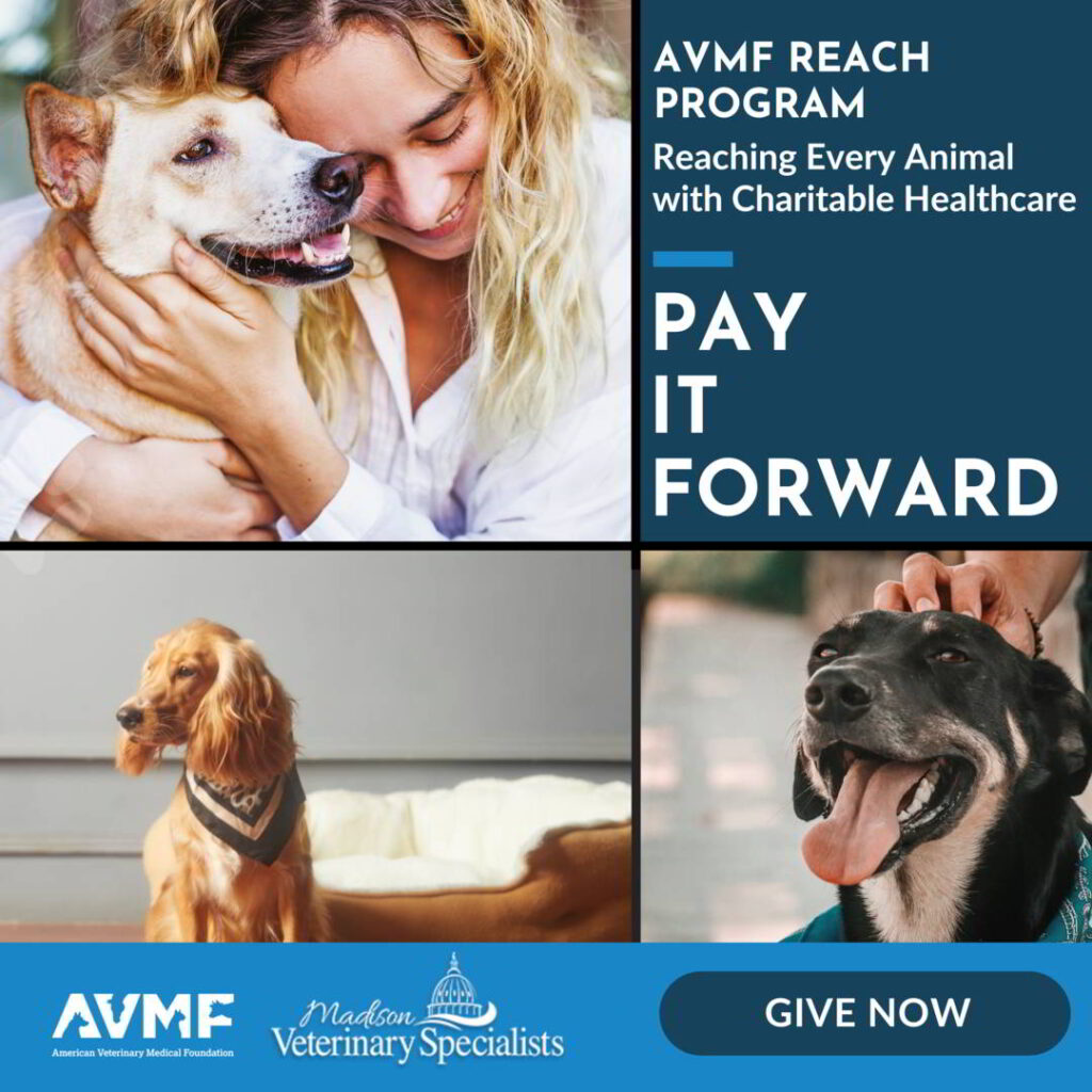 About MVS - Madison Veterinary Specialists