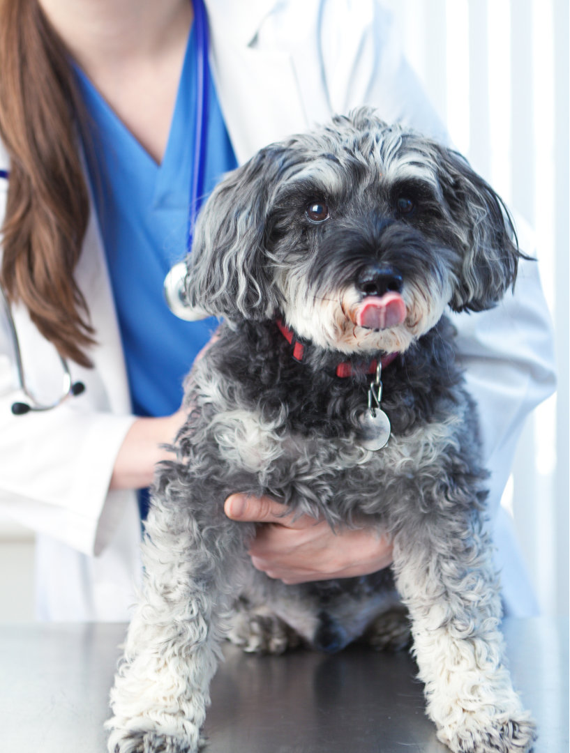 Advanced Nephrology & Dialysis for Your Pet - Madison Veterinary ...